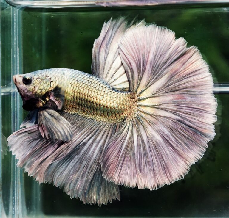 Betta fish King Original Copper Gold Hawk (OHM) - nicebettathailand.com