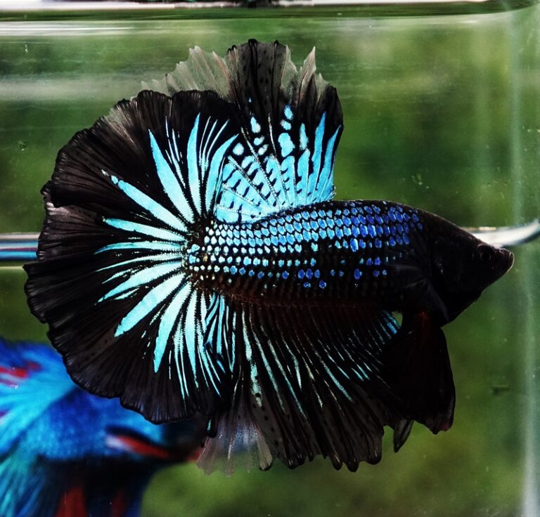 Betta fish Black Light Orchid Hawk (HM) - nicebettathailand.com