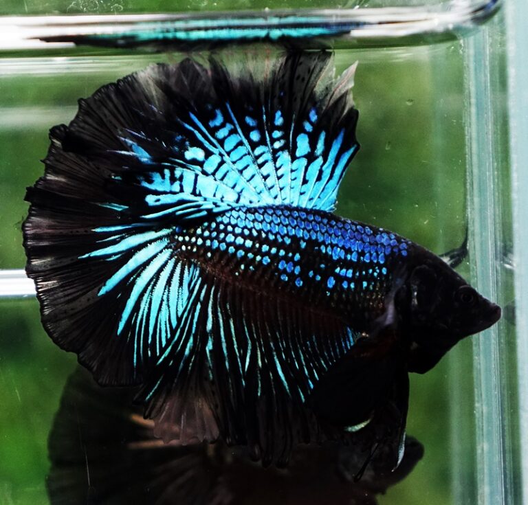 Betta fish Black Light Orchid Hawk (HM) - nicebettathailand.com