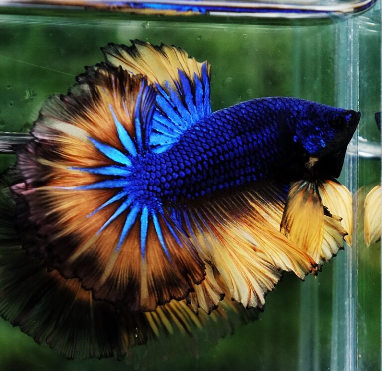 Betta fish Classic Blue mustard Gas Rosetail (OHM) - nicebettathailand.com