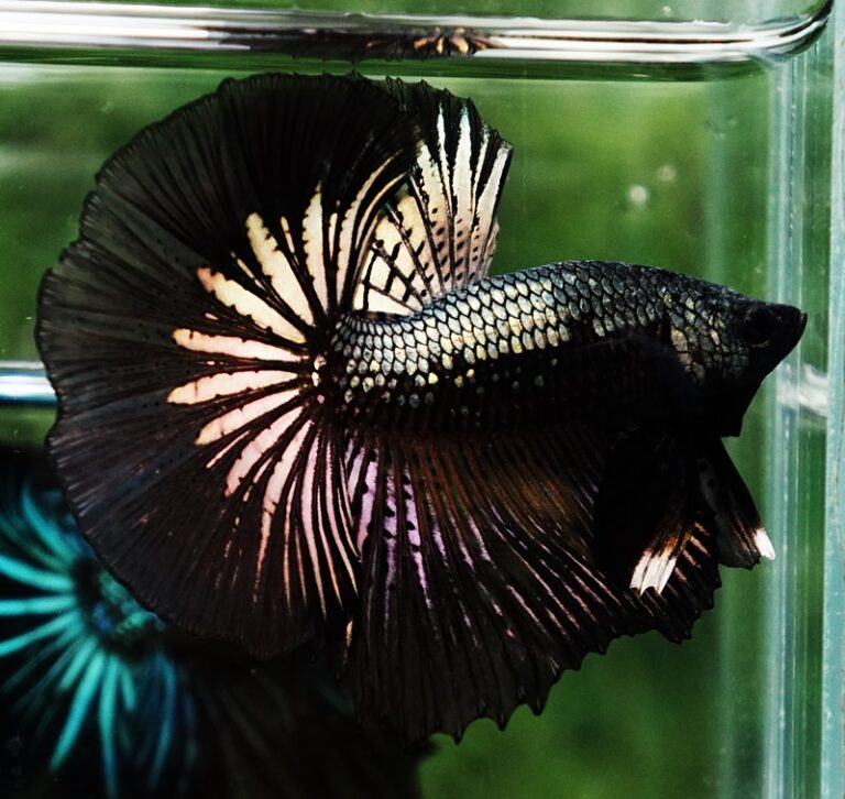 Betta fish Black Copper Warrior (OHM) - nicebettathailand.com