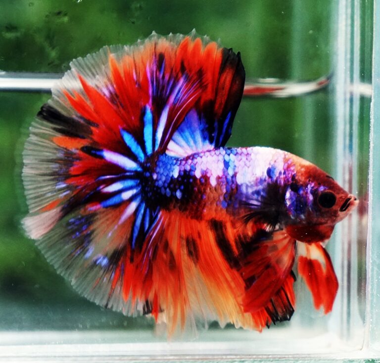 Betta fish Multicolor Candy Nemo Hawk (OHM) - nicebettathailand.com