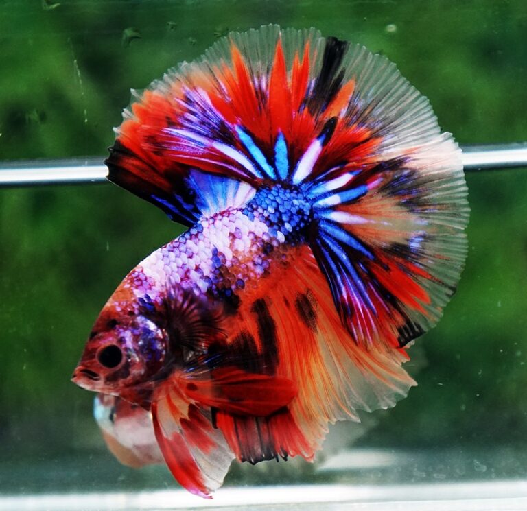 Betta fish Multicolor Candy Nemo Hawk (OHM) - nicebettathailand.com
