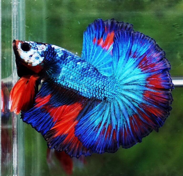 Betta fish Posidon Fancy Hawk (OHM) - nicebettathailand.com