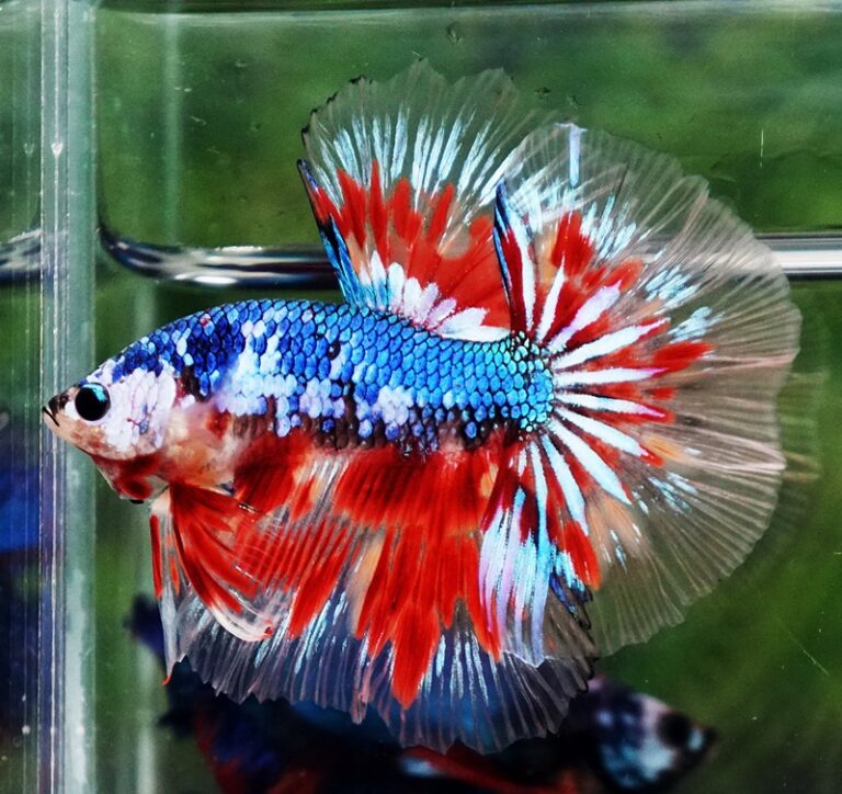 Betta fish Fancy Blue Dragon Star (OHM) - nicebettathailand.com