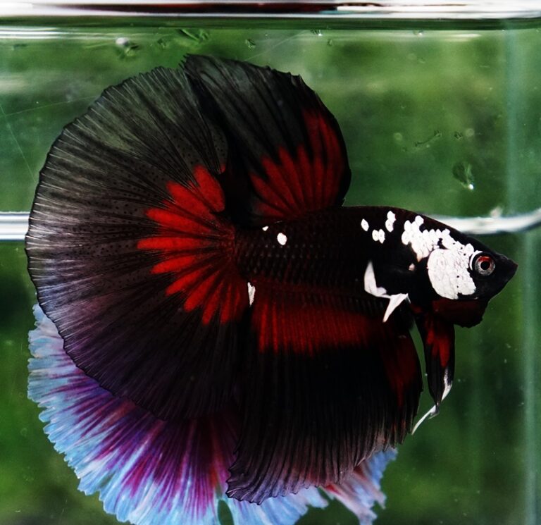 Betta fish VamPire Black Samurai Butterfly (HM Rare ...