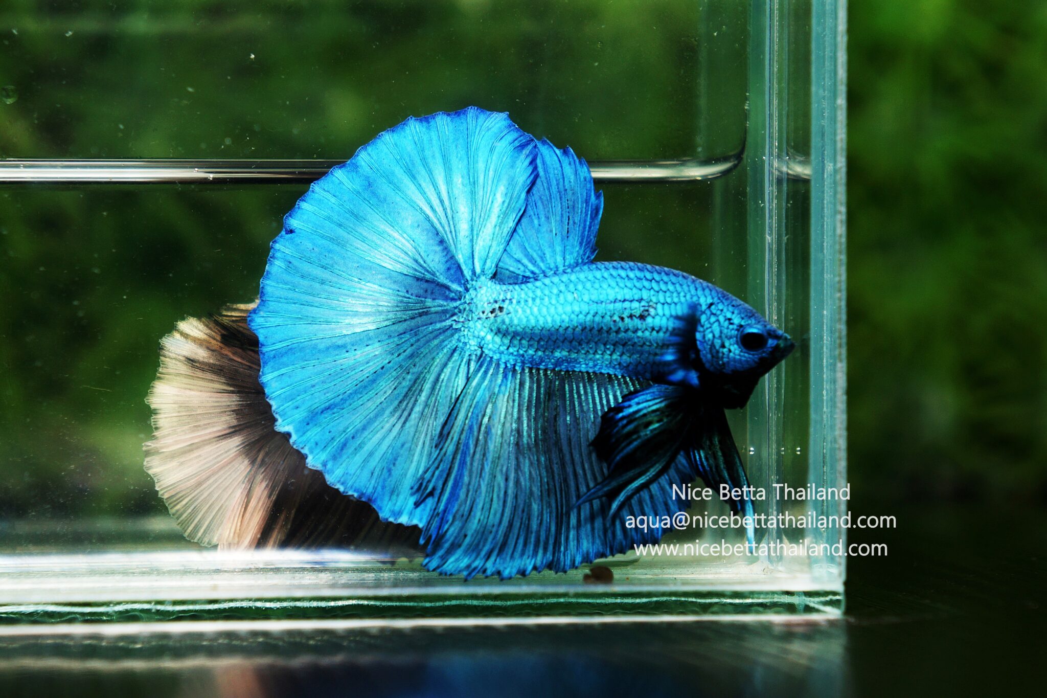 History of green betta fish - nicebettathailand.com