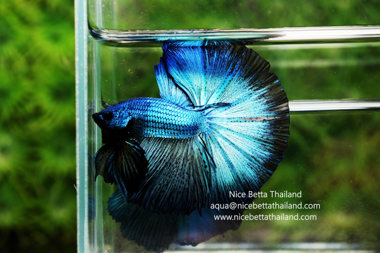 History of green betta fish - nicebettathailand.com