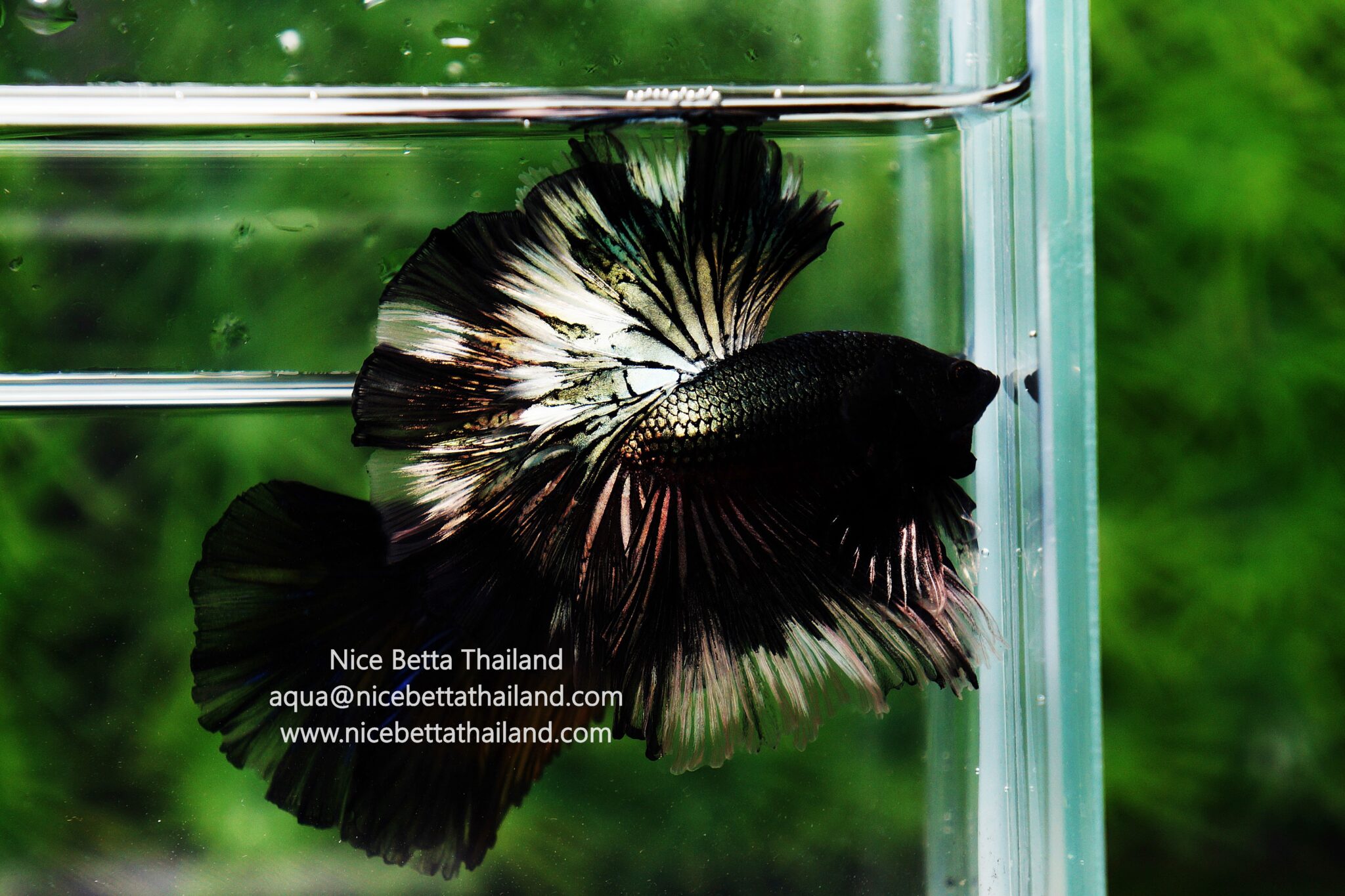 What is sky Hawk betta fish? - nicebettathailand.com