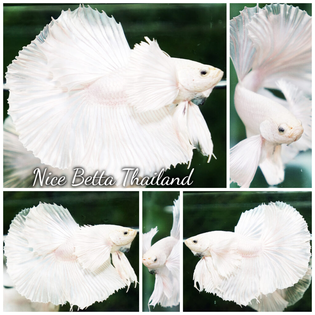 Betta fish Prince of the White Dumbo (HM) - nicebettathailand.com