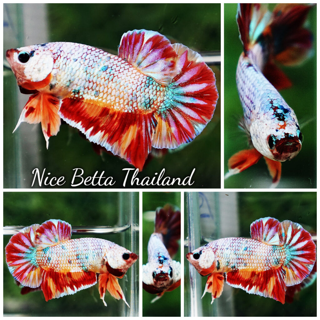 Betta fish Rainbow Fancy Multicolor (HMPK) - nicebettathailand.com