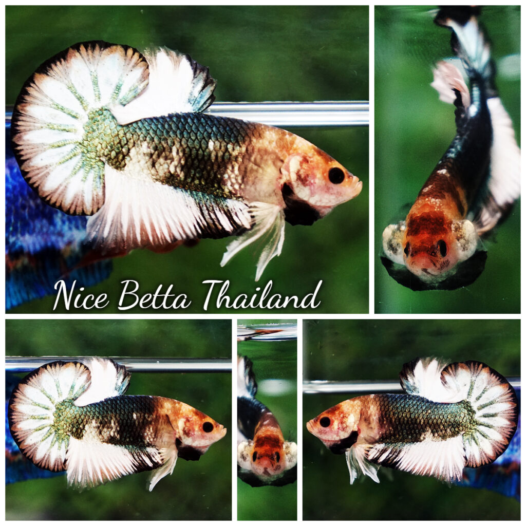 Betta fish Angle Copper Iron Armor (OHMPK) - nicebettathailand.com