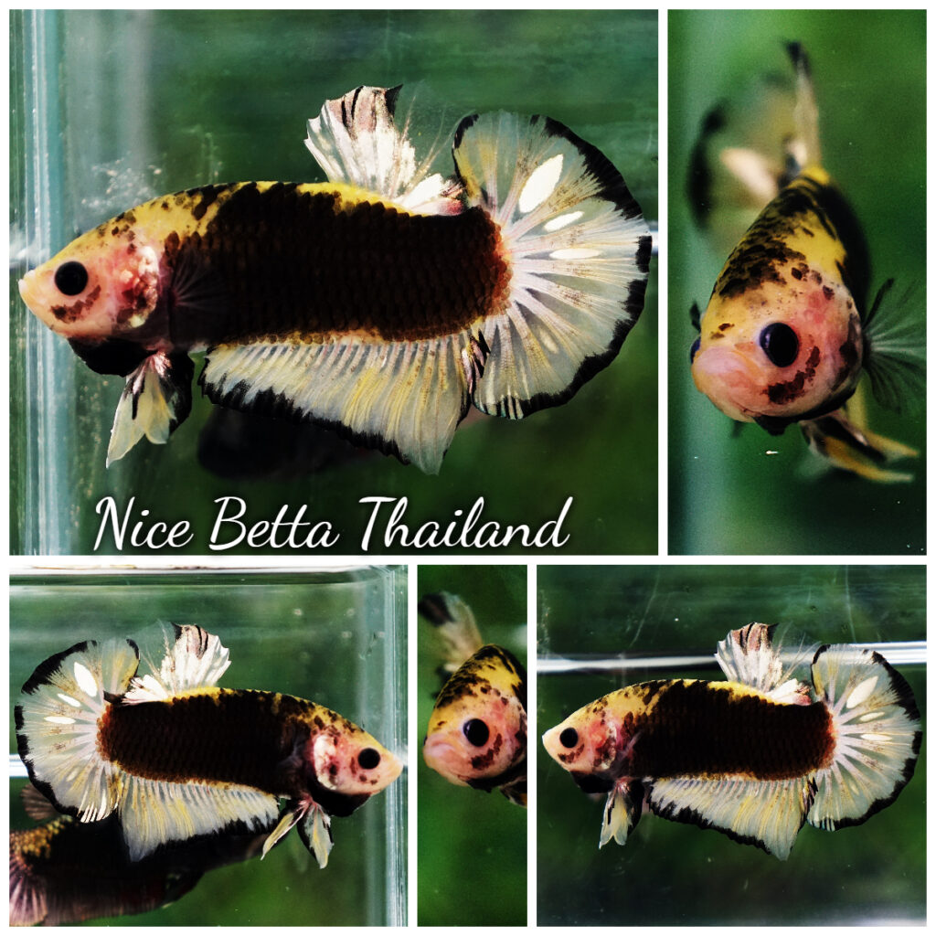 Betta fish Yellow Warrior Star (OHMPK) - nicebettathailand.com