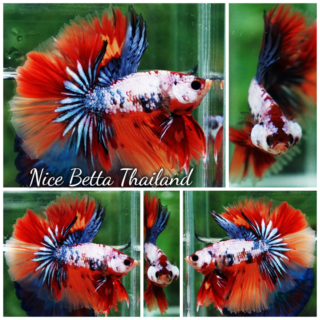 Betta fish shop - nicebettathailand.com