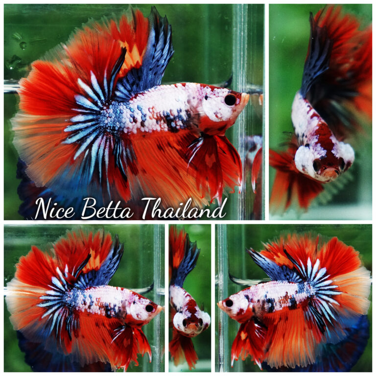 Betta fish shop - nicebettathailand.com