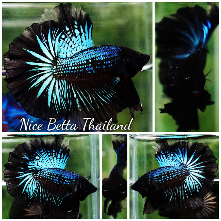 Betta fish OHM The Sky Blue Angle Ring - nicebettathailand.com
