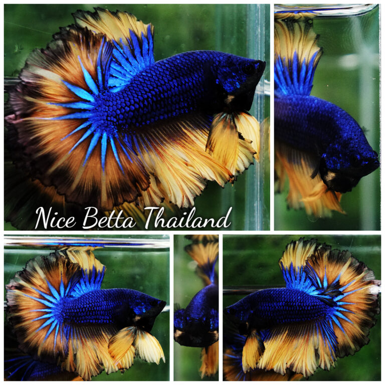 Betta fish OHM The Sky Blue Angle Ring - nicebettathailand.com