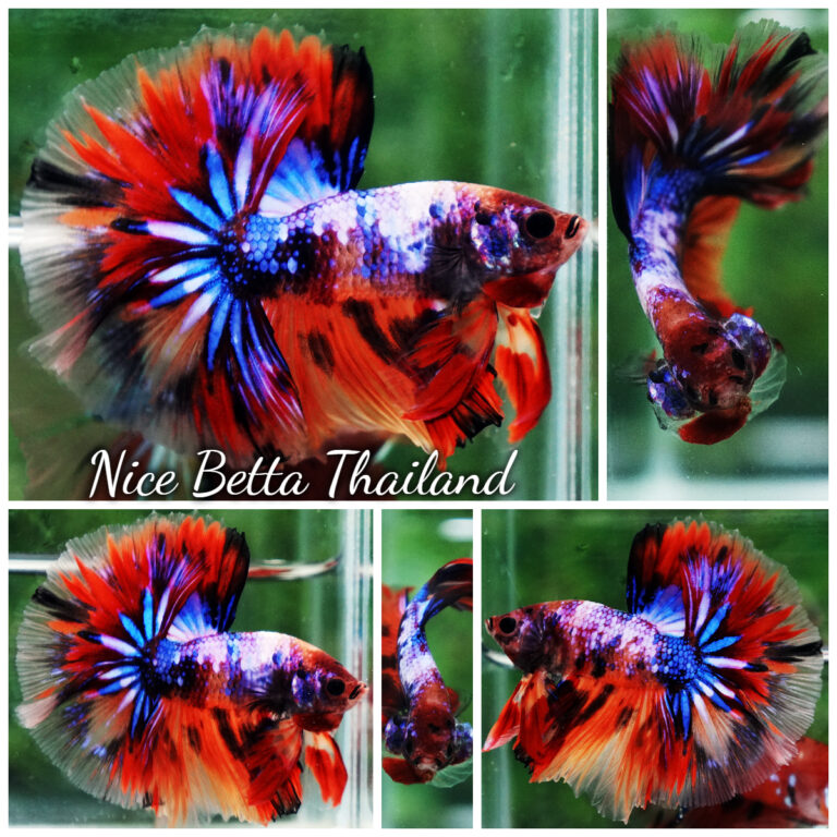 Betta fish Multicolor Candy Nemo Hawk (OHM) - nicebettathailand.com