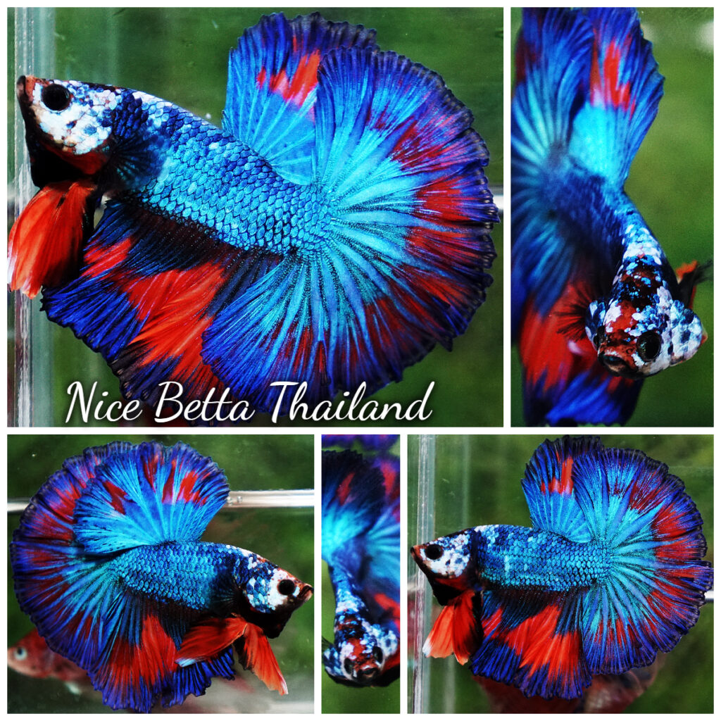 Betta fish OHM The Sky Blue Angle Ring - nicebettathailand.com