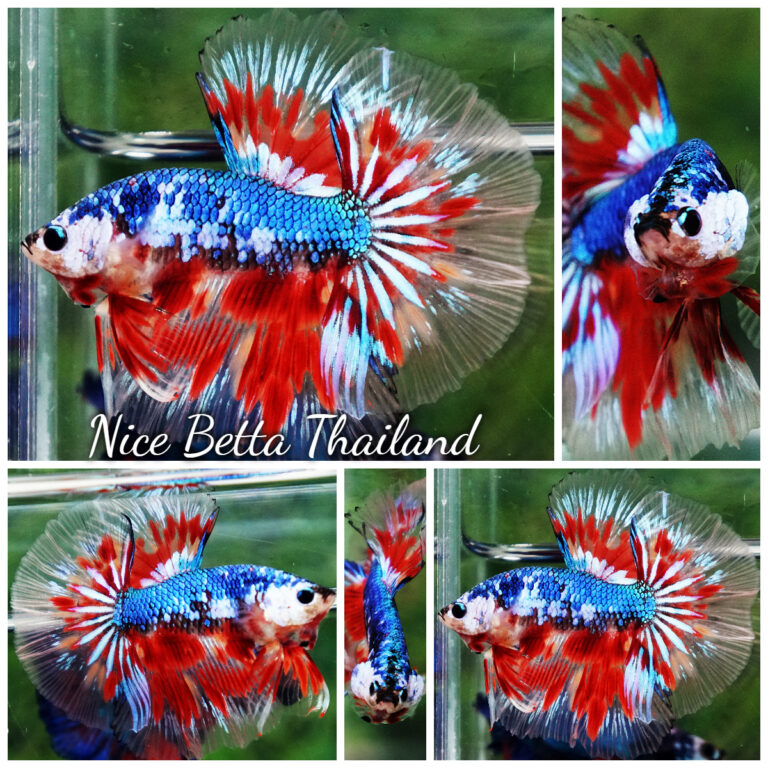 Betta fish OHM The Sky Blue Angle Ring - nicebettathailand.com