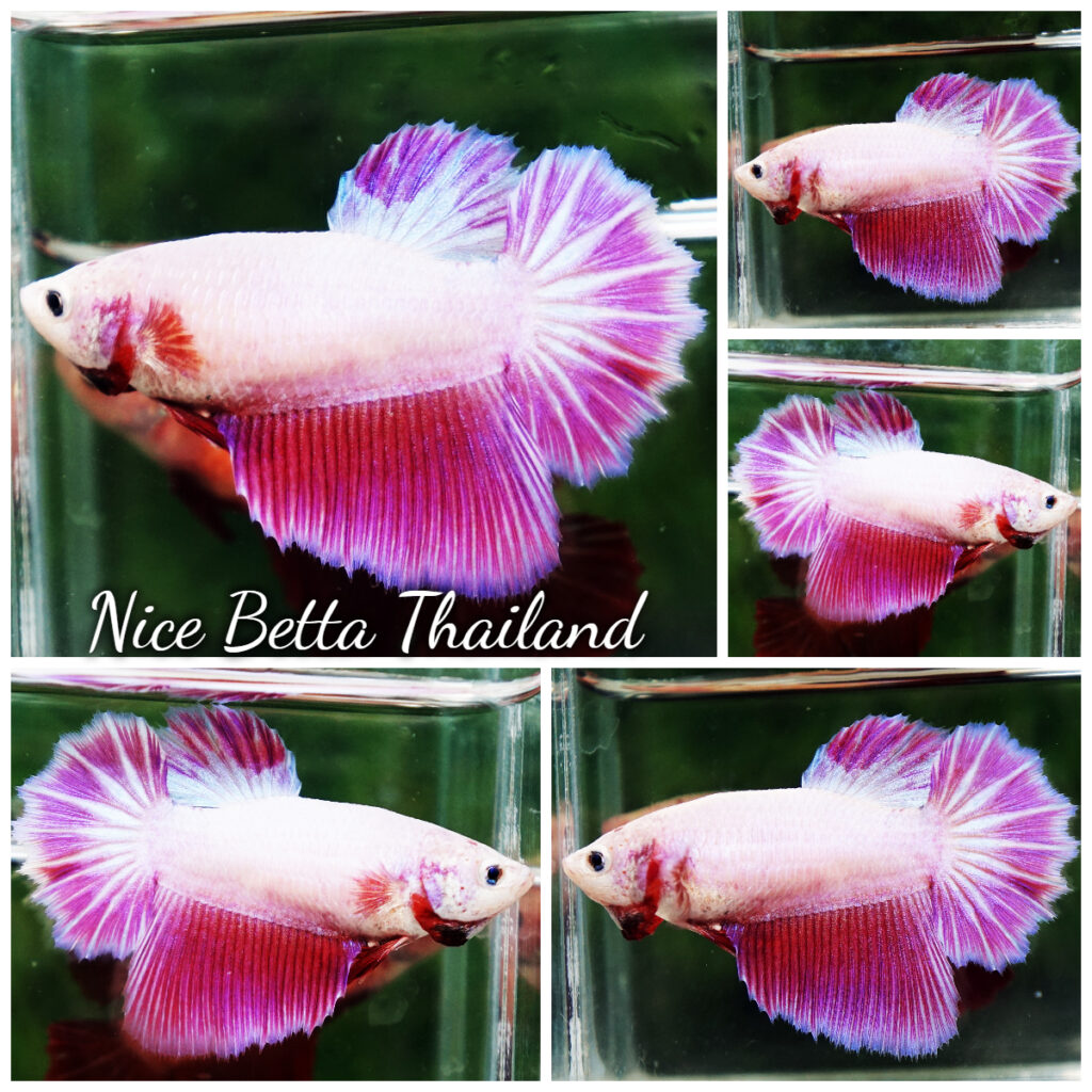 Betta fish OHM Fancy Tricolor Marble - nicebettathailand.com