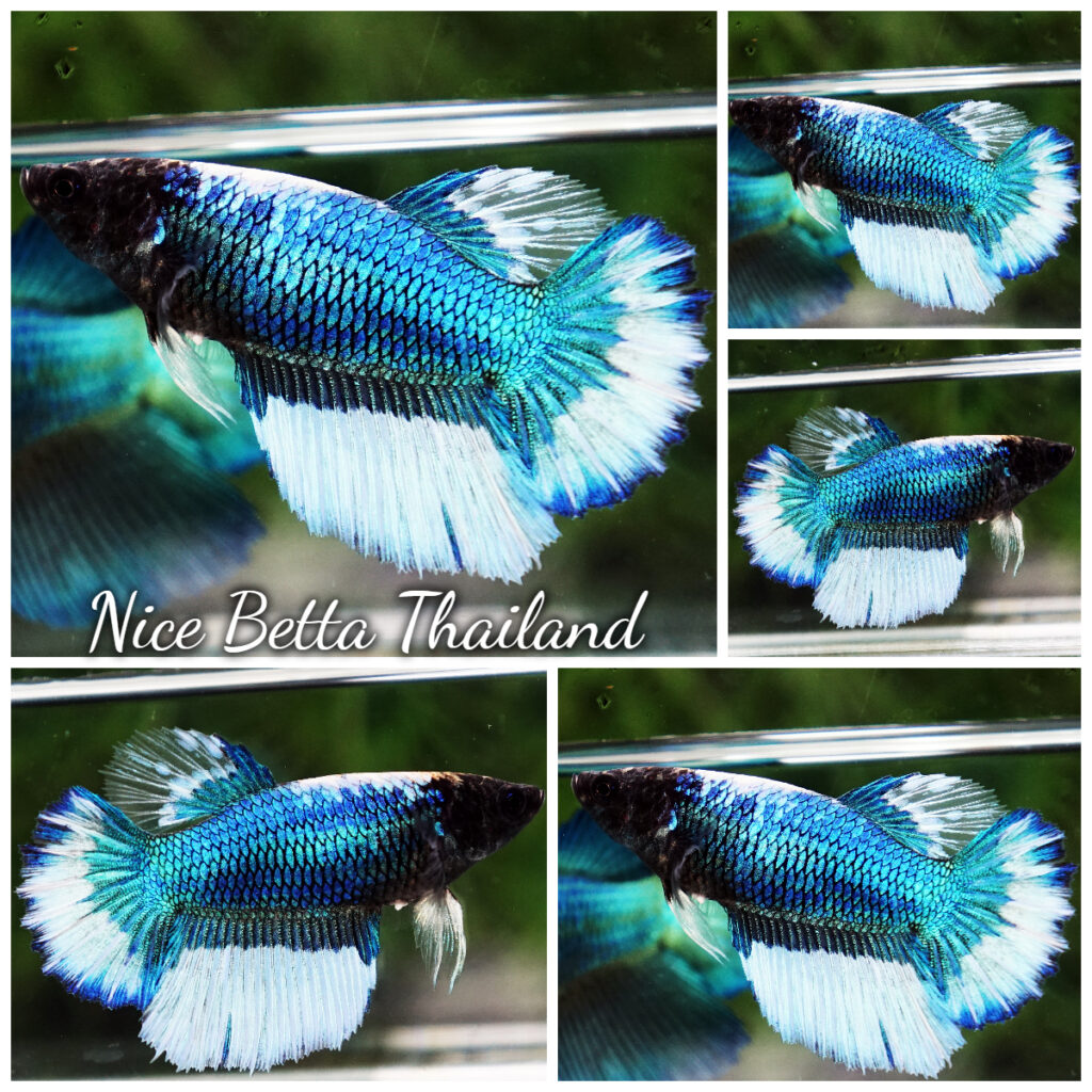 Betta fish OHM Blue Black Pumpkin Mustard Gas - nicebettathailand.com