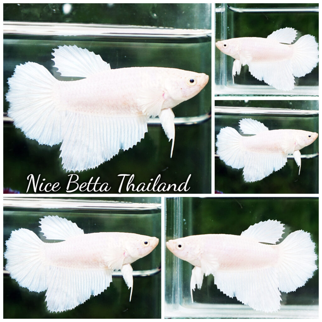 Betta fish Female Deep Clean White Opaue (HM) - nicebettathailand.com