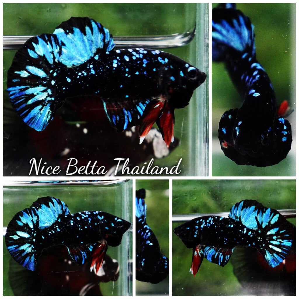 Unique betta fish Avatar HMPK (Half of Anal fin) - nicebettathailand.com