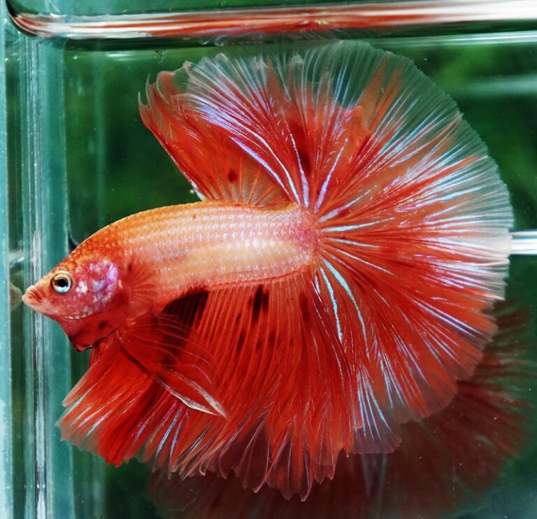 Betta fish Big Armageddon Meteror Sky Hawk OHM - nicebettathailand.com