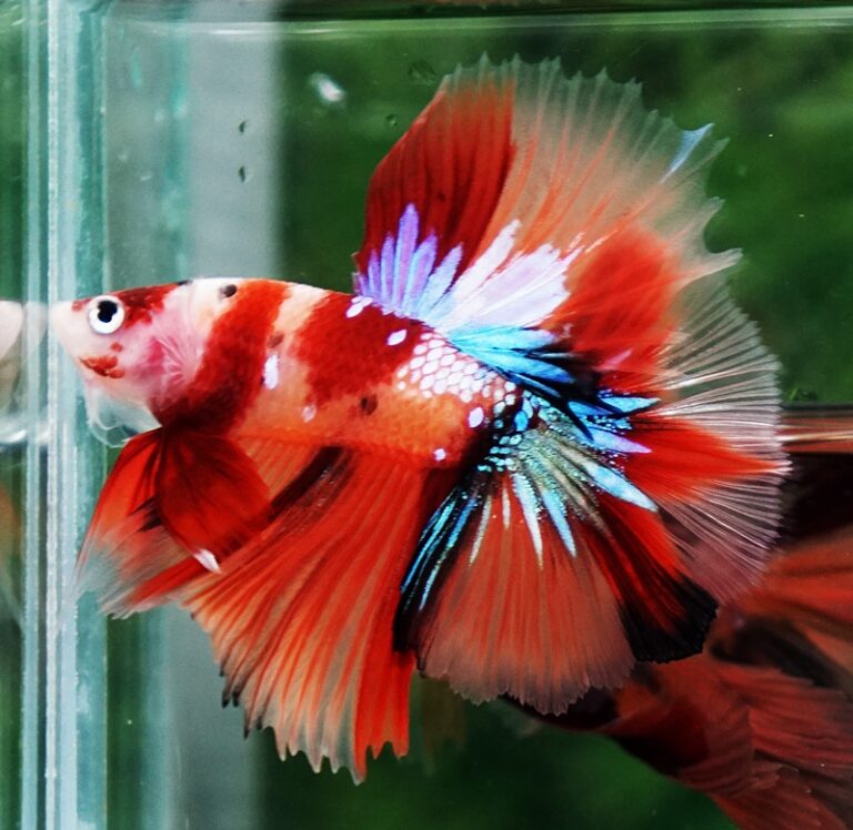 Betta fish Pigeon Wing Candy Nemo Hawk HM - nicebettathailand.com