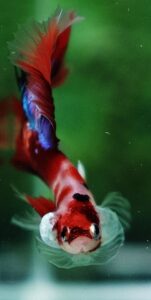 Betta fish Pigeon Wing Candy Nemo Hawk HM - nicebettathailand.com