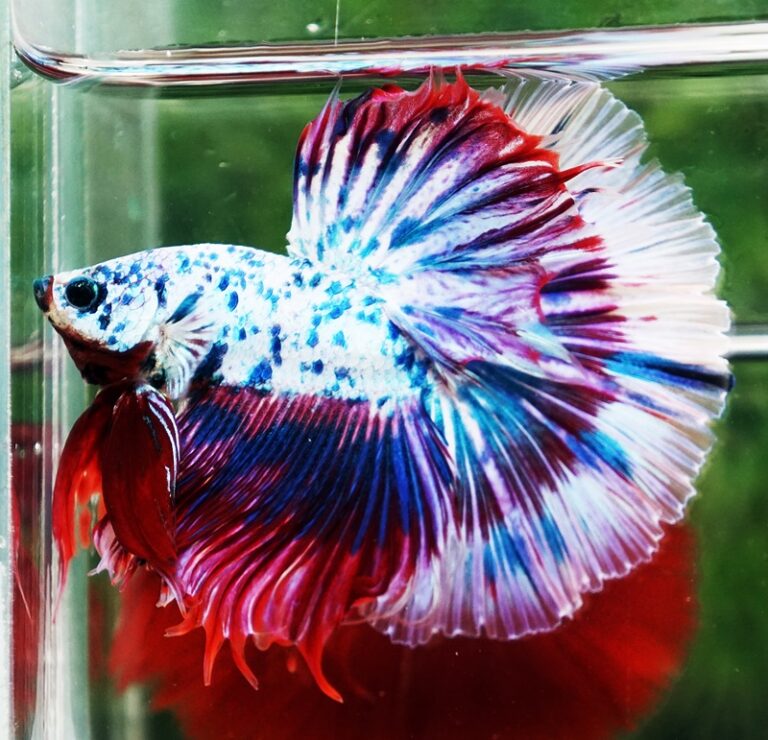 Betta fish Prince of Magical Frozen Marble OHM - nicebettathailand.com