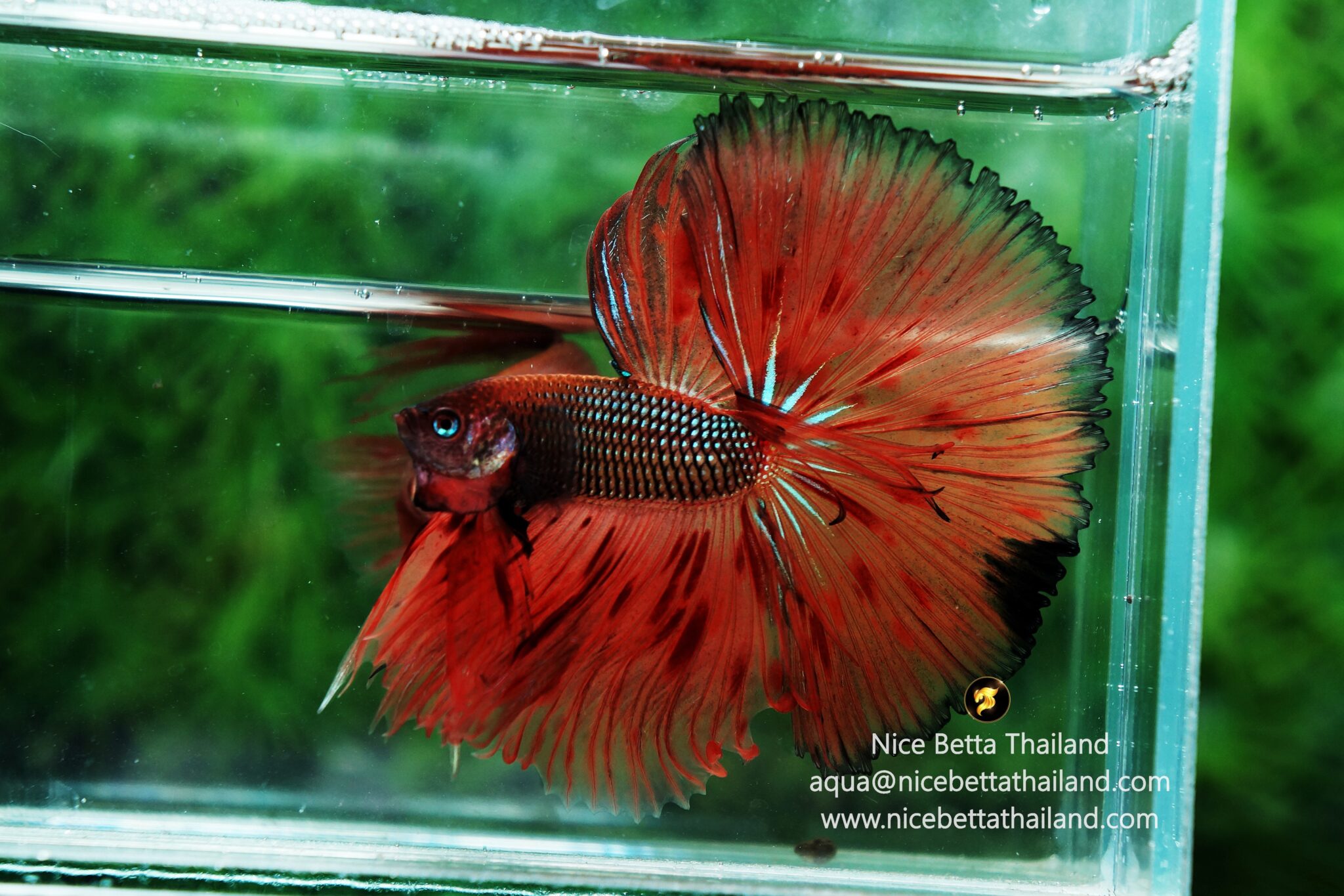 What is King betta fish? - nicebettathailand.com