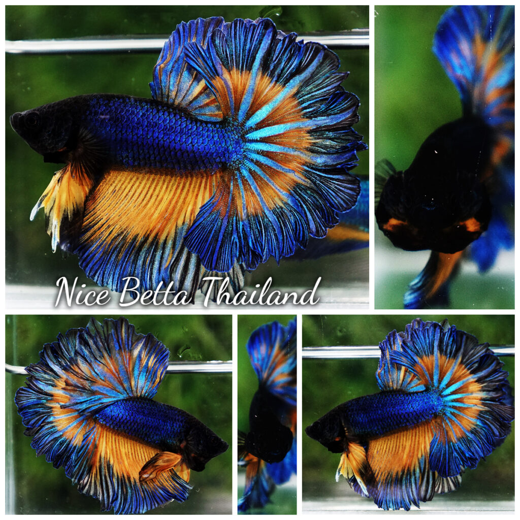 Betta fish Blue Mustard Gas Classic Rosetail OHM - nicebettathailand.com