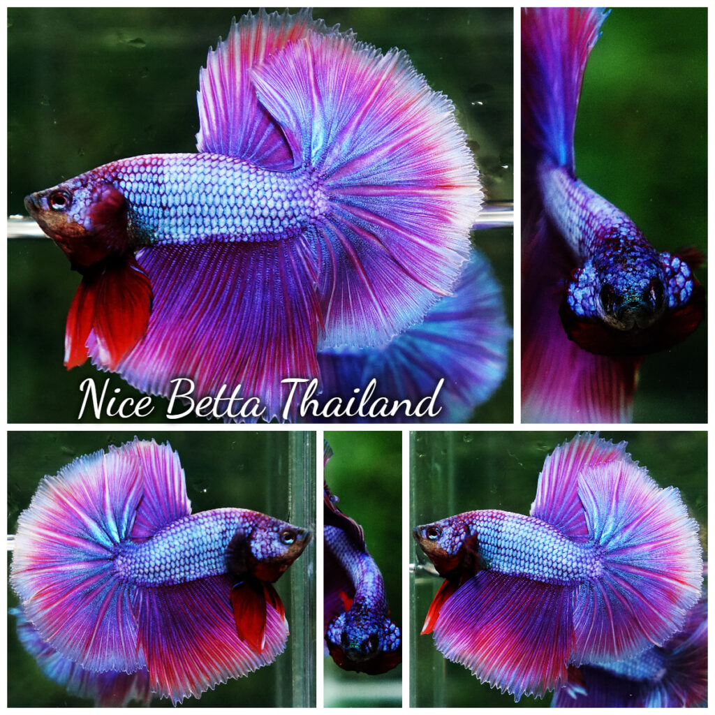 Betta fish Prince Royal Lavender NBT-OHM - nicebettathailand.com