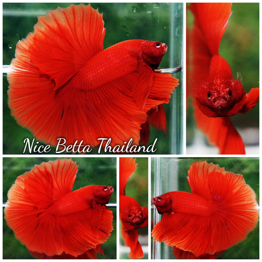 Betta Fish Like Light? - nicebettathailand.com