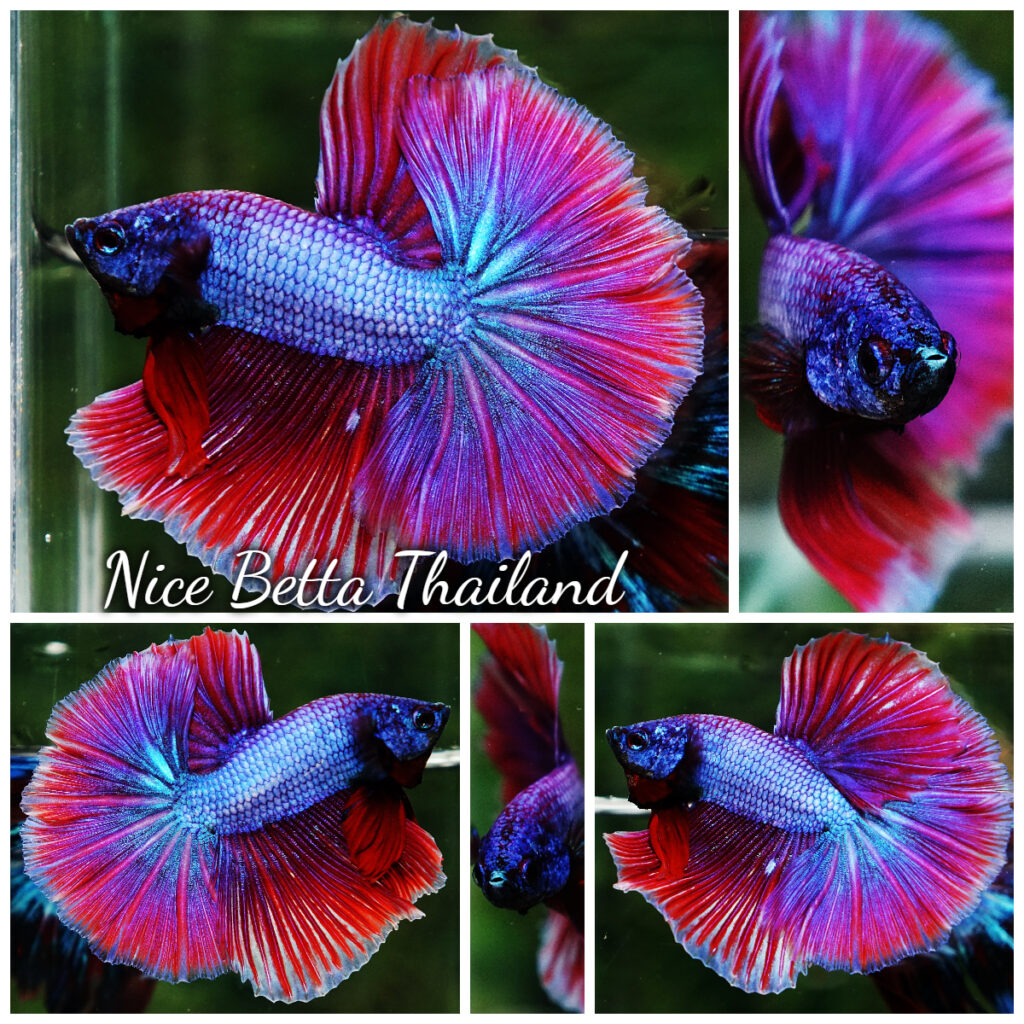 Betta fish OHM Copper Gold Sky Hawk