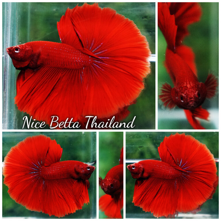 Betta fish shop - nicebettathailand.com