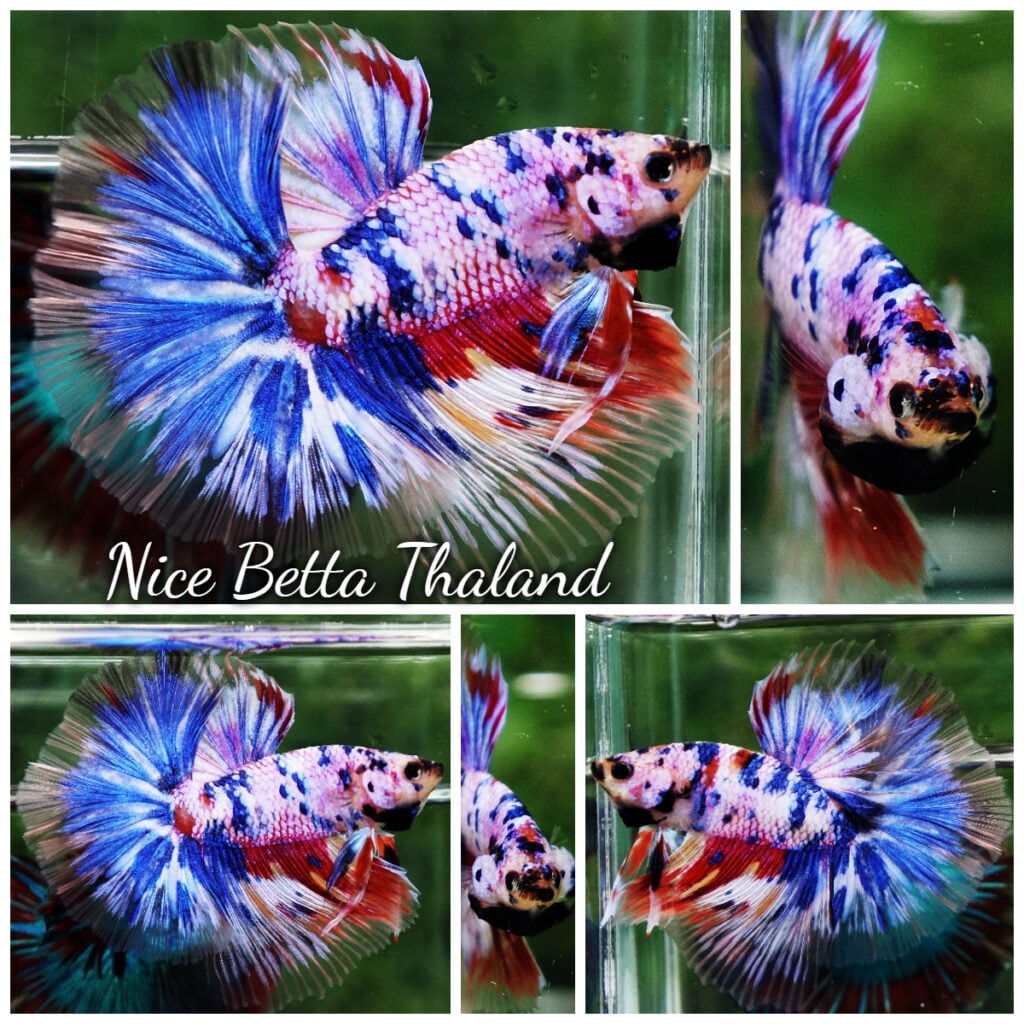 Htown Guppy - nicebettathailand.com