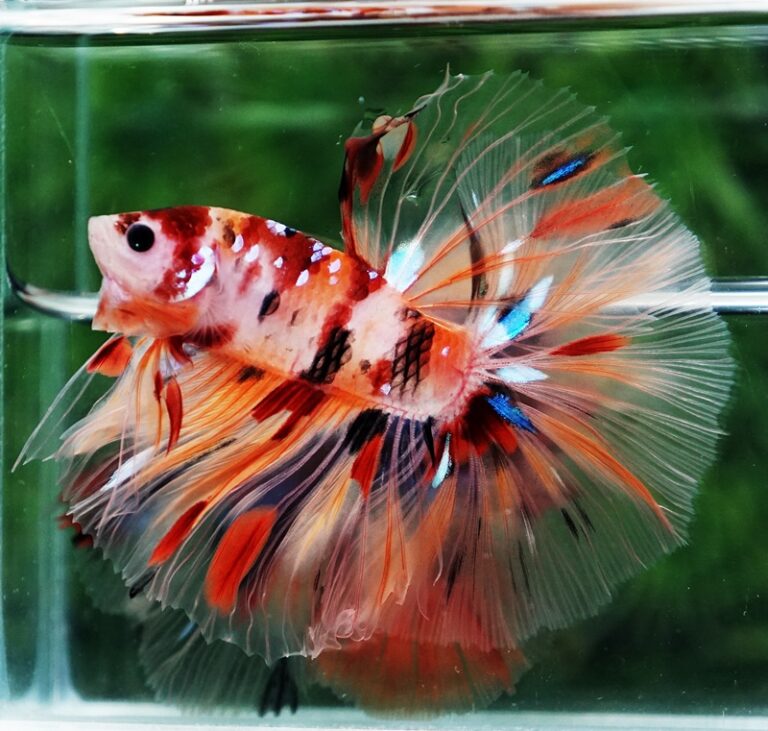 Betta fish Classic Nemo Star OHM - nicebettathailand.com