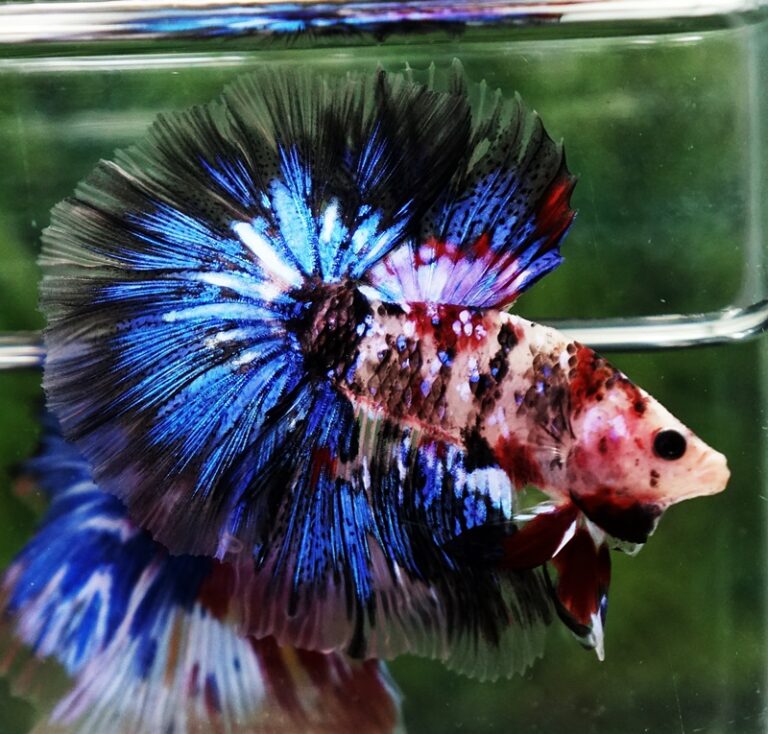 Betta fish Blue Koi Galaxy Hawk OHM - nicebettathailand.com