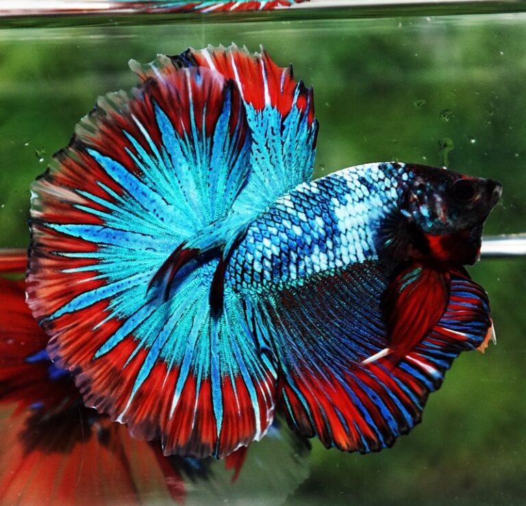 Betta fish Fancy Thai-Malangtub Butterfly Sky Hawk OHM ...