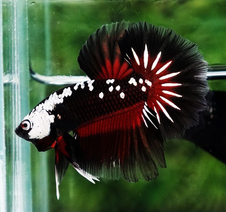 Betta fish Rare Vampire Shadow Black Samurai Butterfly OHM ...