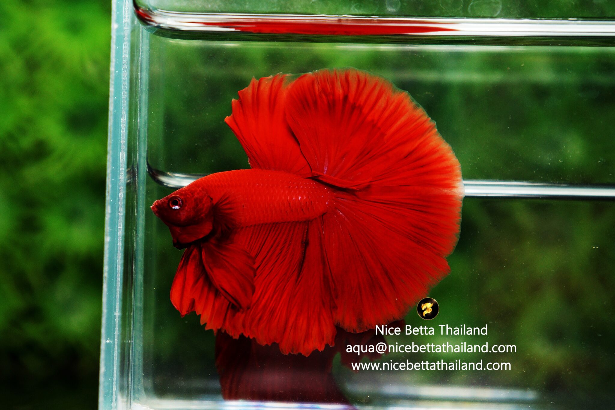 History and biology of the Red Betta Fish - nicebettathailand.com