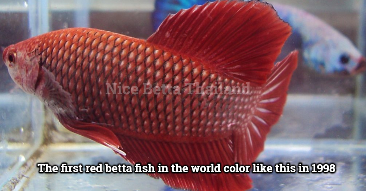 History and biology of the Red Betta Fish - nicebettathailand.com
