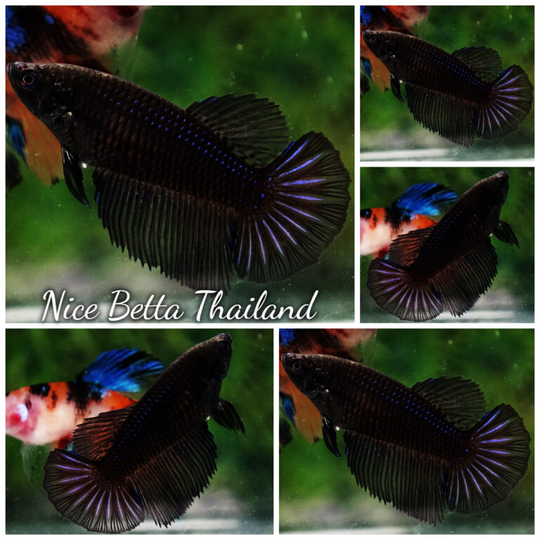 Betta fish Female Black Light HM - nicebettathailand.com