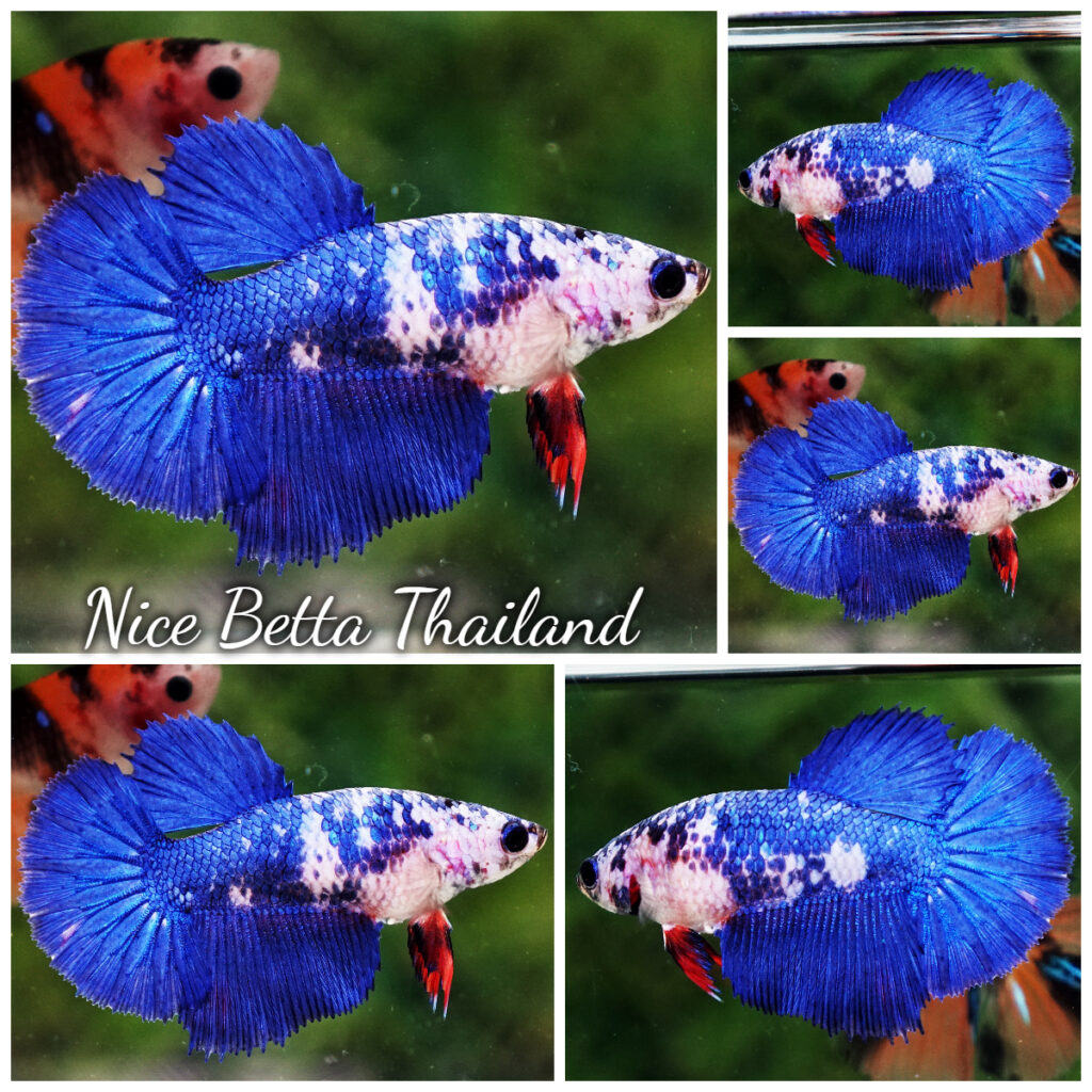 Betta fish Female Fancy Blue Mermaid HM - nicebettathailand.com