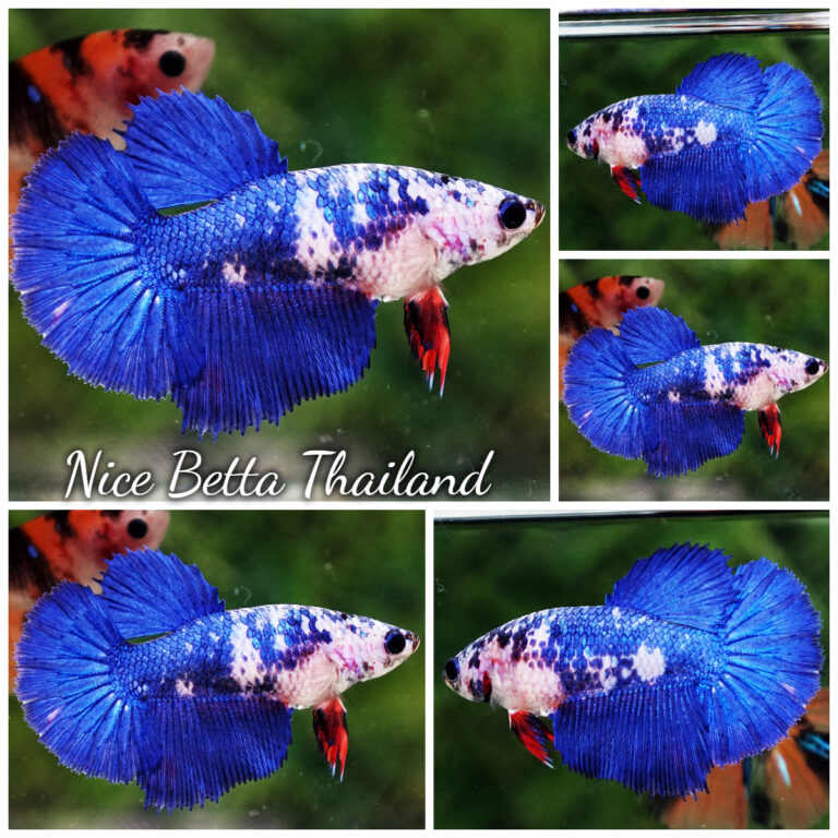 Betta fish Female Fancy Blue Mermaid HM - nicebettathailand.com