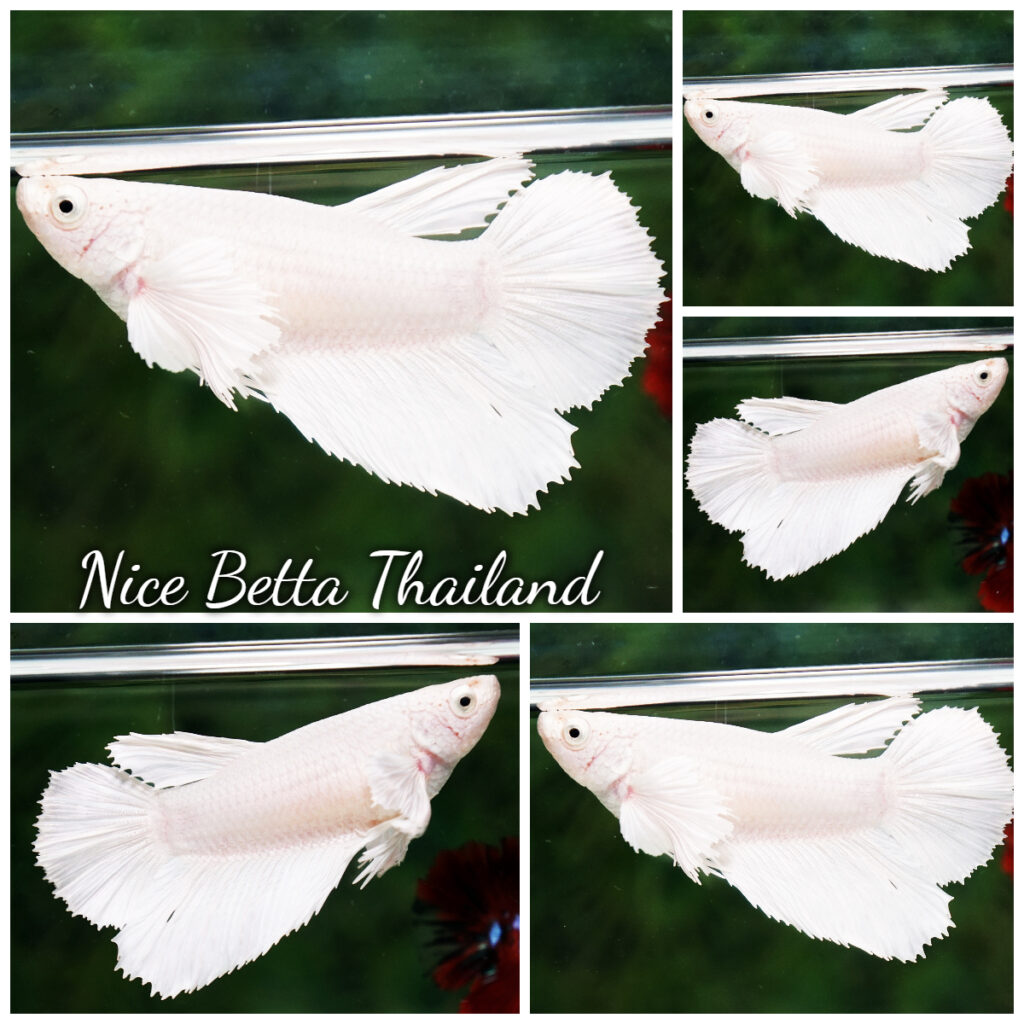 Betta fish Female HM White Platinum Dumbo - nicebettathailand.com