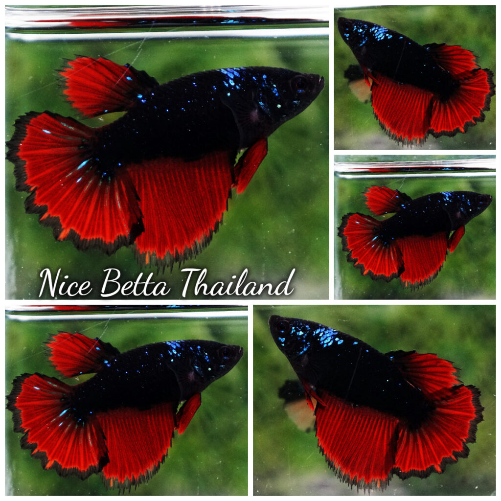 Avatar Betta Fish for Sale - nicebettathailand.com